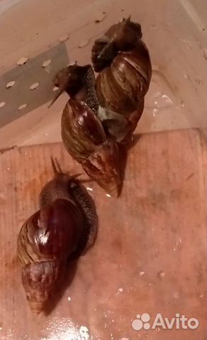 Улитки ахатины