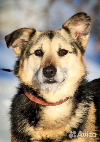 Лиса-тихая, скромная девочка