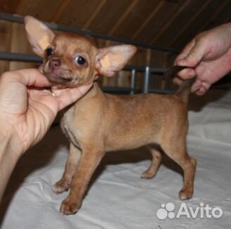 Чихуа-хуа яркорыжая красивая девочка