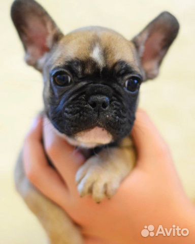Девочка французского бульдога