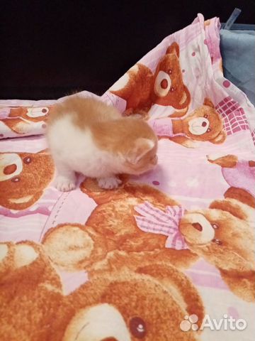 Британские котята