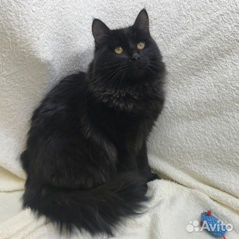 Марлин - кот, 8 месяцев, стерилизован