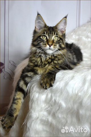 Домашняя рысь