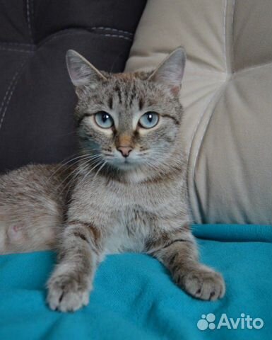 Отдам молодую стерильную кошечку