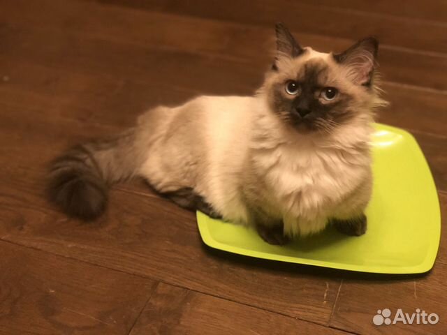 Манчкин мальчик малыш