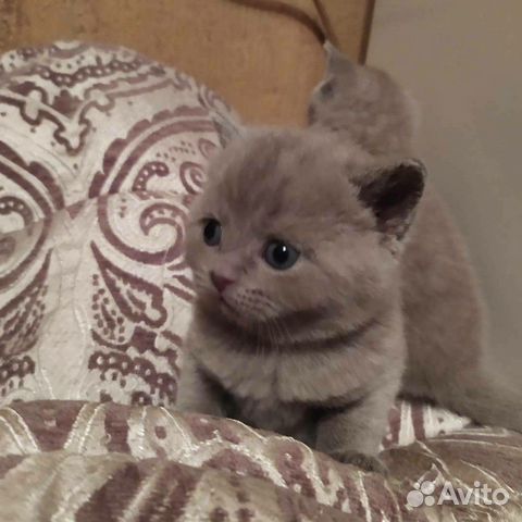Британские малыши к нг лиловый и голубой цвет
