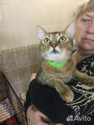 Кошка абессинка в добрые руки