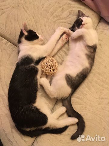 Котята шотландские