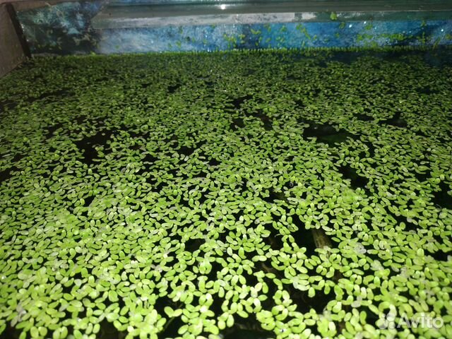 Ряска в аквариум