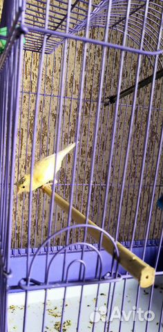 Молодая канарейка