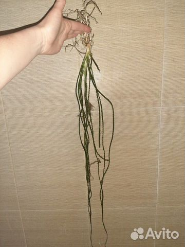 Кринум волнистый