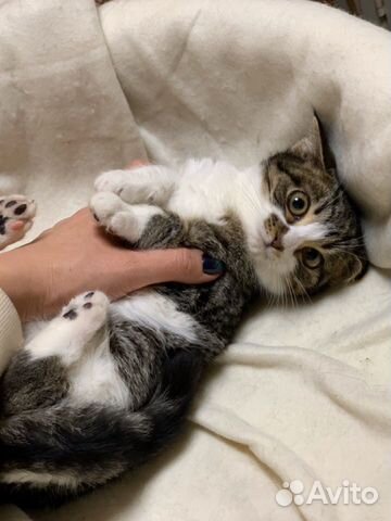 Фунтик 4 месяца ждёт добрых хозяев