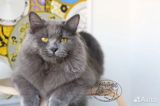 Сибирская кошка