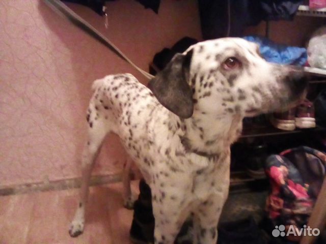 Найден Далматин