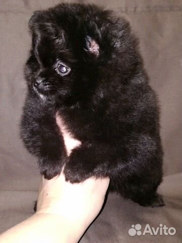 Чёрная жемчужина