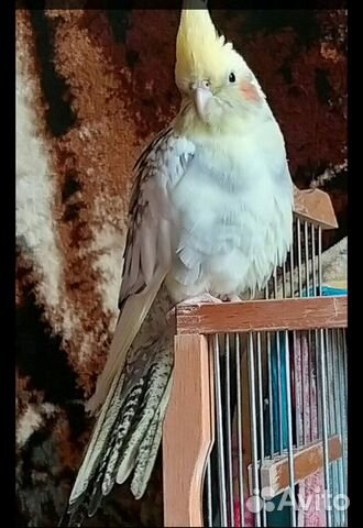 Попугай Каррела