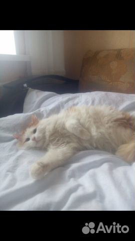 Даша сибирской породы