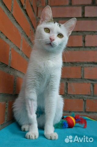 Молодая стерильная кошечка Лана