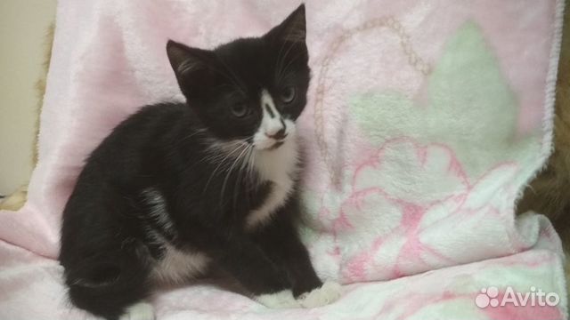 Черный котенок в очень добрые руки