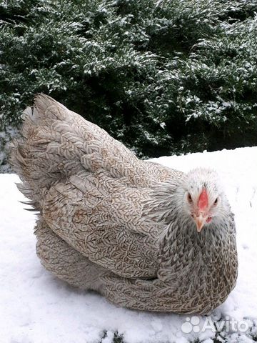 Виандот карликовый инкубационное яйцо и цыплята