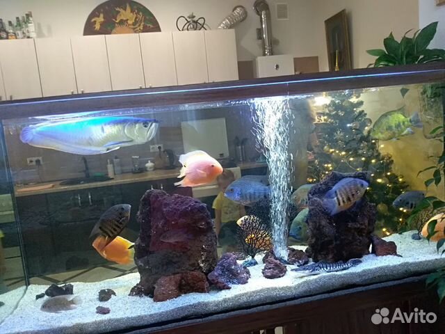 Шикарные цихлиды Америки