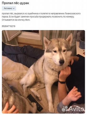 Пропала собака