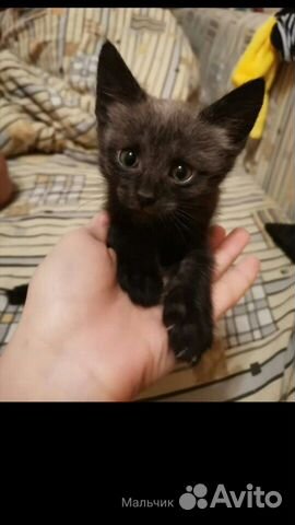 Котенок в дар мальчик и девочка 2 мес