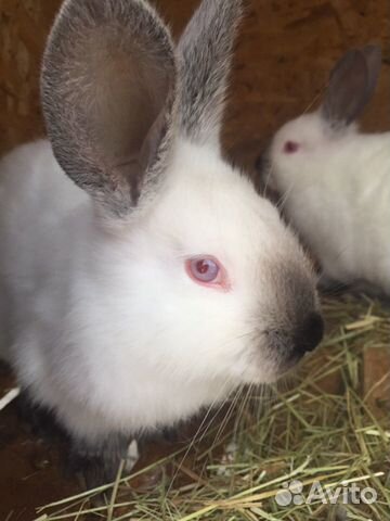Калифорнийские крольчата на племя от 1 мес до 3 ме