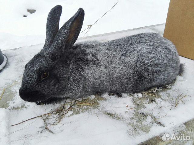 Кролики Серебро