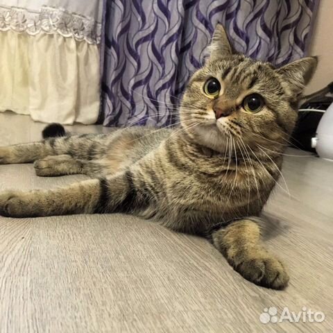 Шотландская кошечка, вязка