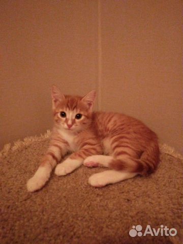 Котенок