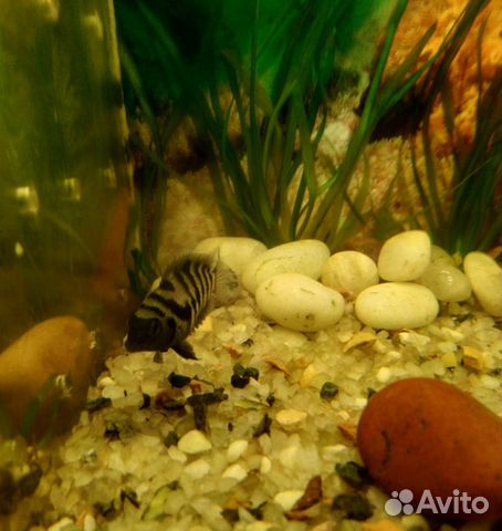 Чернополосая цихлазома