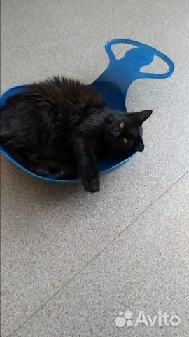 Продам кошку майкун)