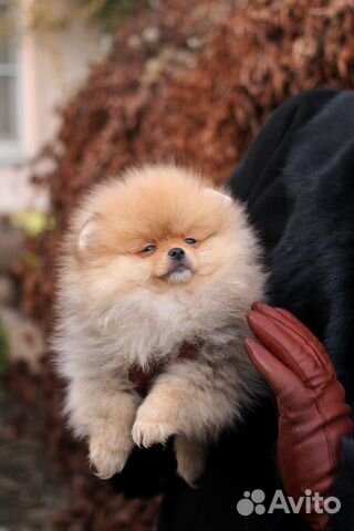 Супер девочка-помераночка