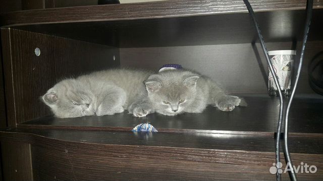 Шотланские котята хорошие породистые шотланские ко