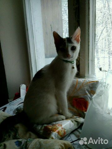 Подрощенный котенок