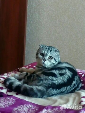 Мраморный Шотландец