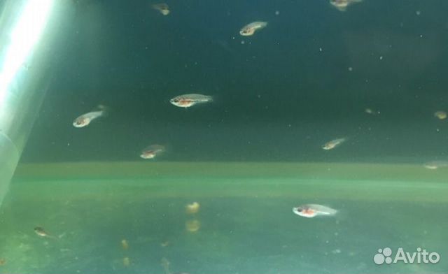 Сиамский петушек Супер дельта малек