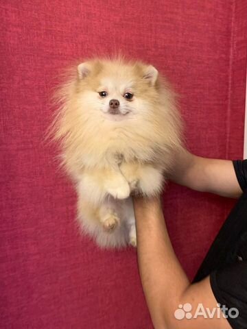 Шпиц 10 мес. - девочка