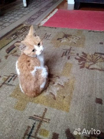 Рыжее чудо, котик, 3 месяца