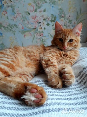 Рыжий красавчик ищет дом
