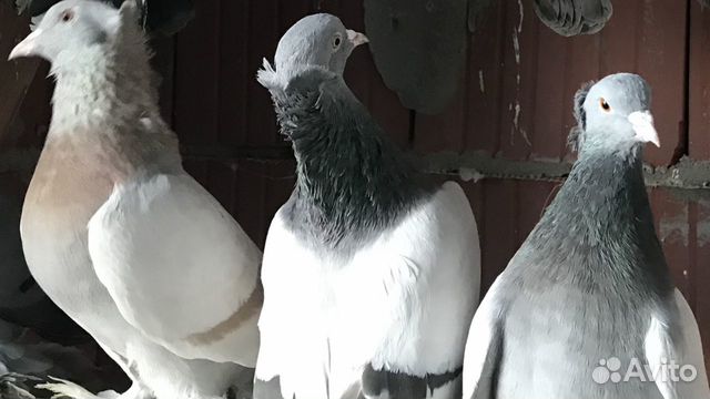 Голуби бойные ленинаканские армянские