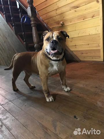 Ищет дом метис английского бульдога 8лет