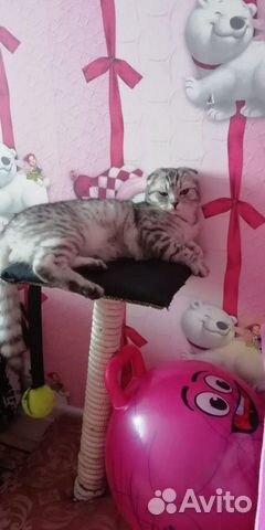 Отдам британскую кошечку в хорошие руки. возраст 1