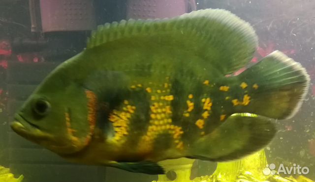 Астронотус