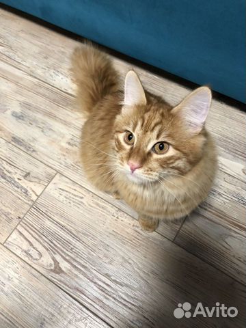 Кот