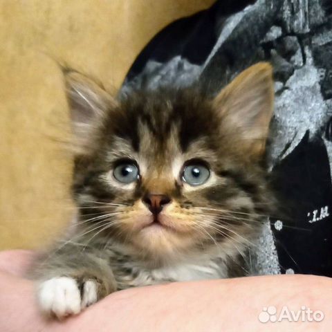 Котята