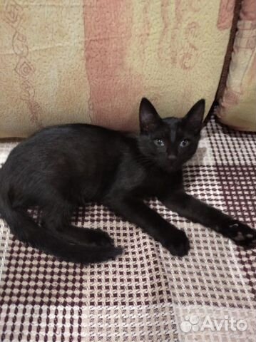 Черный чертёнок