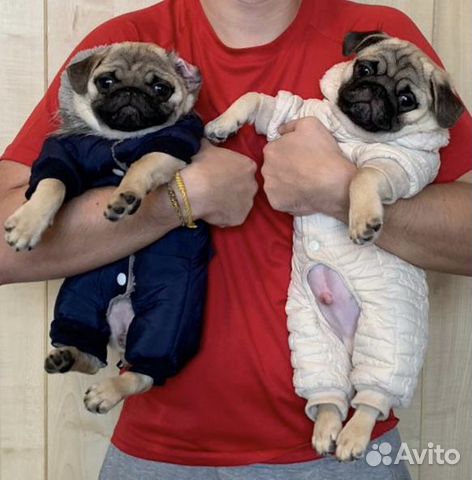 Подрощенные щенки мопса