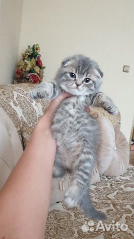 Шотландский мальчик с документами